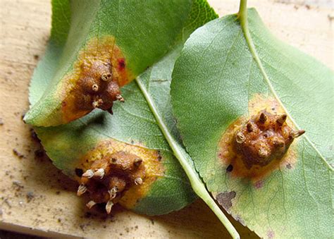 Image result for Pear Rust Circle