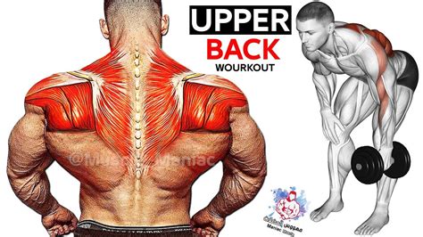 Image result for Upper Back Muscles Exercises