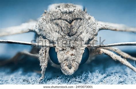 Image result for Fly Front View