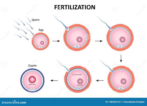 Image result for Human Fertilization Explained