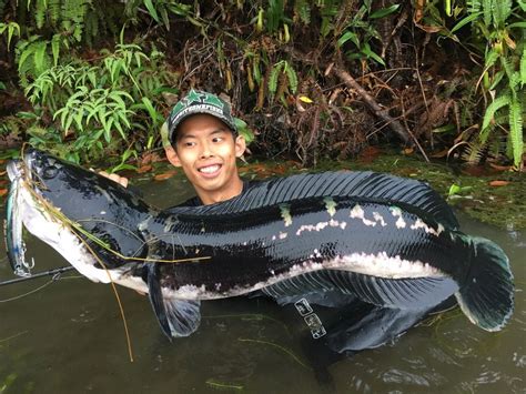 Image result for Snakehead Fish Hunting