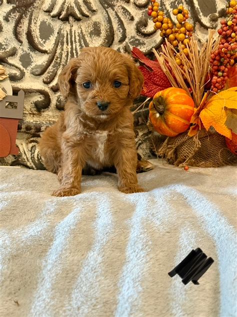 Image result for Red Cavapoo Dog Collar