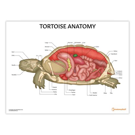 Image result for Tortoise Body Parts