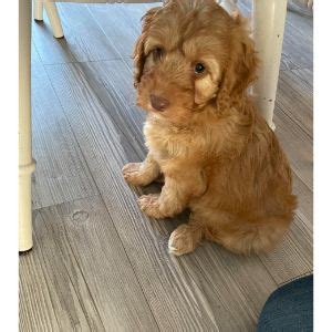 Image result for Cockapoo Breeders