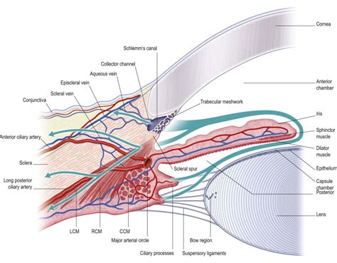 Image result for Aqueous Humor Flow