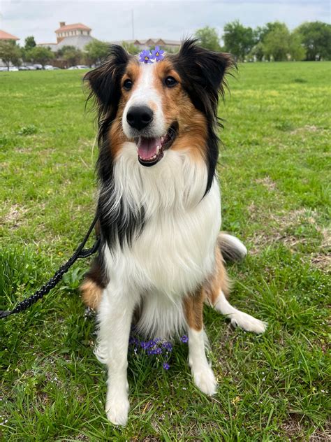Image result for Sheltie Spring Pictures