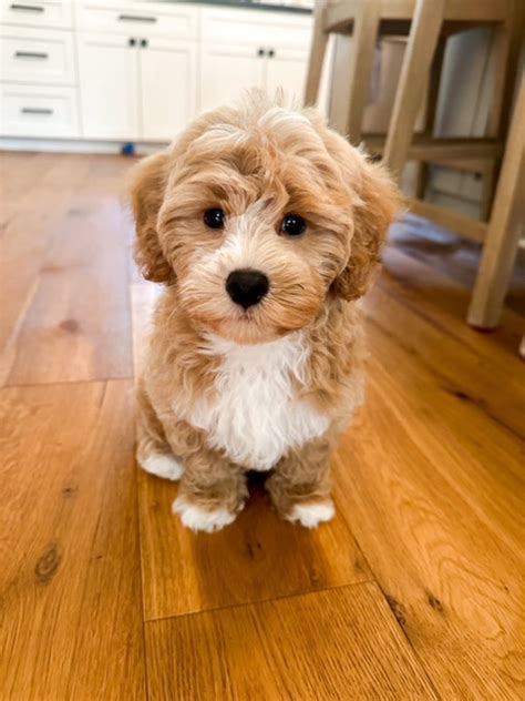 Image result for Cavapoochon Puppy