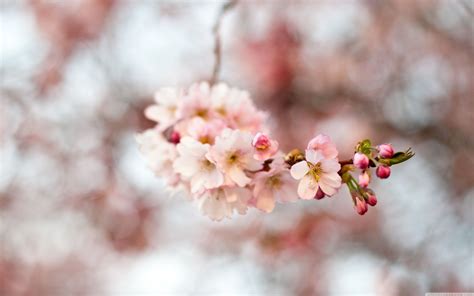 Image result for Hello Spring Wallpaper