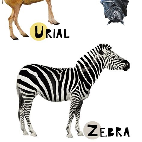 Image result for ABC Animal Alphabet