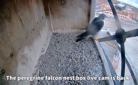 Image result for Falcon Box
