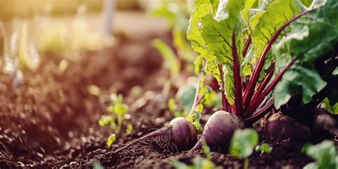 Image result for Beet Varieties for Containers