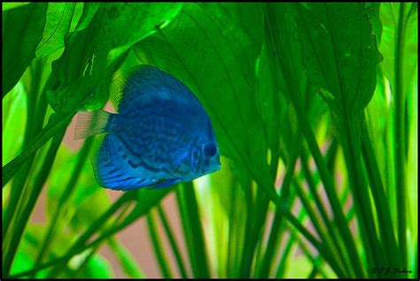 Image result for Peppered Discus