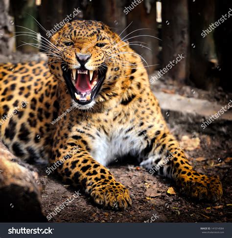 Closeup Angry Leopard Stock Photo (Edit Now) 141014584