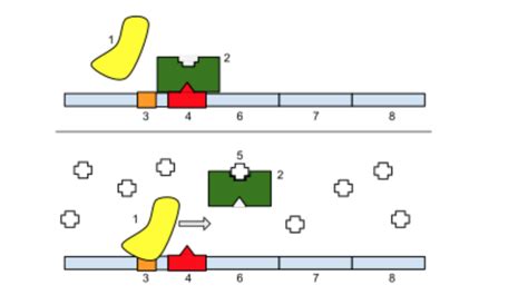 Image result for Operon Labeled