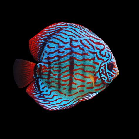 Image result for Royal Blue Discus