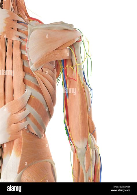 Image result for What Is a Shoulder Button Computer