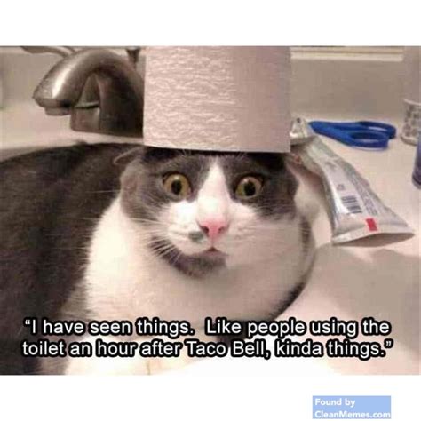 Image result for Random Cat Memes Clean