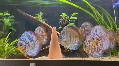 Image result for Red Turquoise Discus