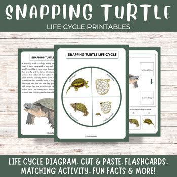 Image result for Snapping Turtle Life Cycle
