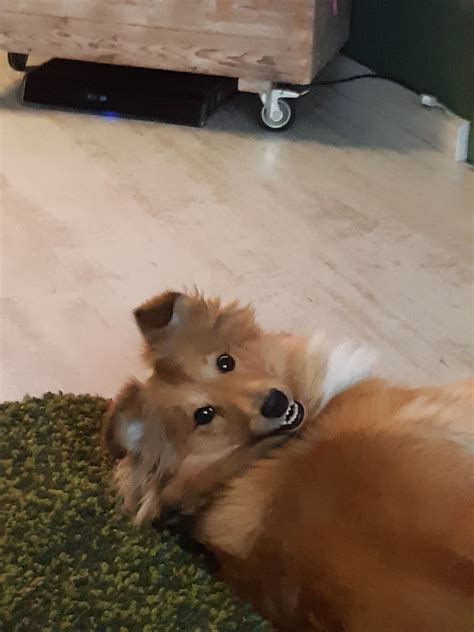 Image result for Sheltie Spring Pictures