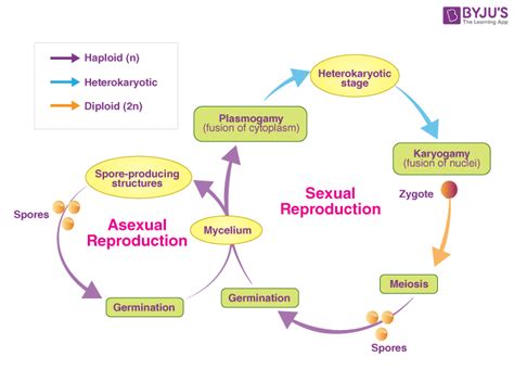 Fungi Life Cycle: Introduction, Life Cycle, FAQs