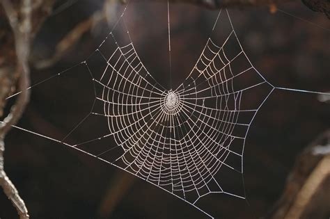Image result for Spider Web Net