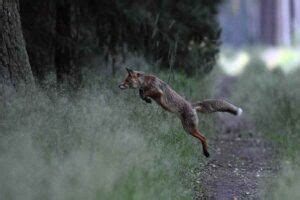 Image result for How Fast Can a Wolf Run