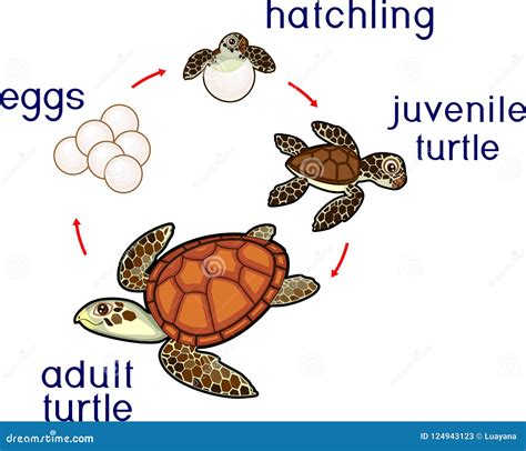 Image result for Turtle Life Cycle Videos