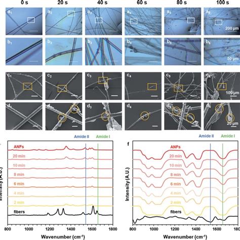 Image result for Example of Morphological Change