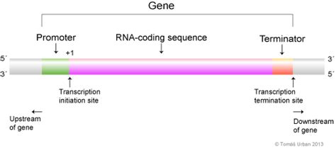 Image result for Terminator Region