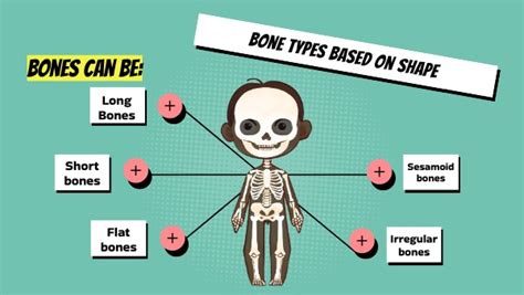 Image result for Two Types of Bone
