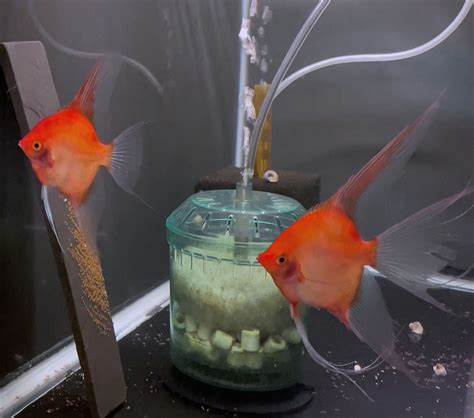 Image result for Angels Plus Angelfish