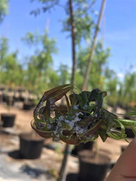 Image result for Ash Tree Bug