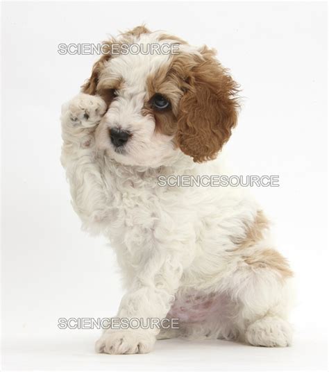 Image result for Red and White Cavapoo