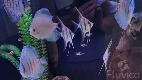 Image result for Discus Fish Anatomy