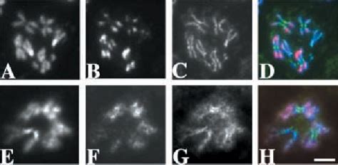 Image result for Nuclear Envelope Dissolution