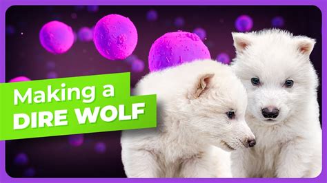 Image result for Extinct Wolves