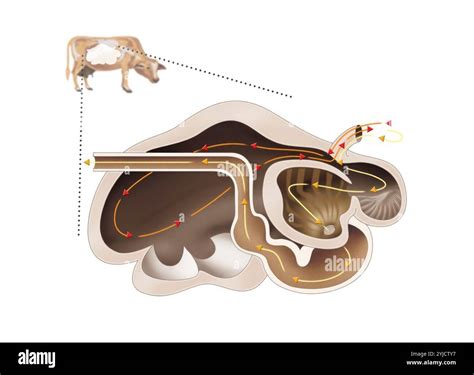 Image result for Ruminant Animals Digestive System