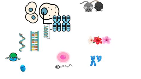 Image result for GCSE Inheritance Questions and Answers