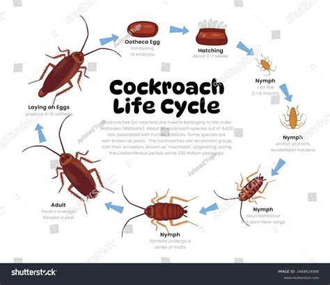 Life Cycle Of A Cockroach