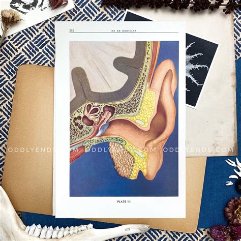 Image result for Ear Dissection