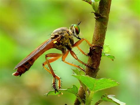 Image result for Cool Insects