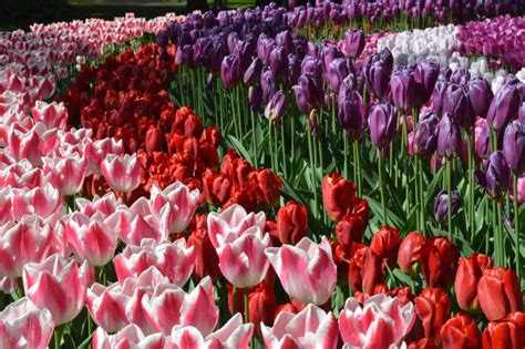 Image result for Tulip Planting Tips
