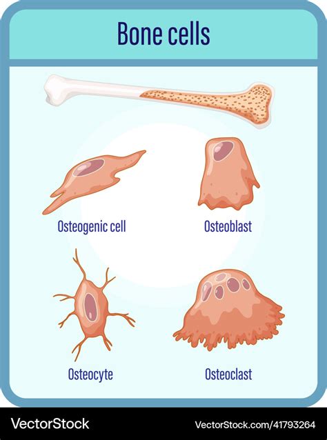 Image result for Bone Cells Function
