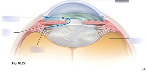 Image result for Aqueous Humor