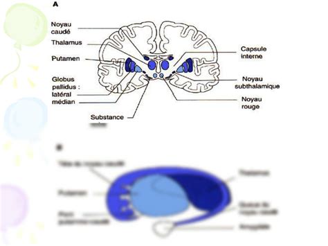 Image result for Le Systeme Extrapyramidal