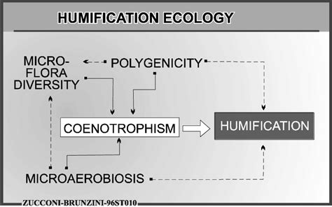 Image result for Humification