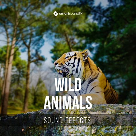 Image result for Audio Sound Effects