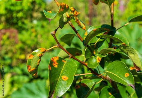 Image result for Pear Tree Leaf Rust