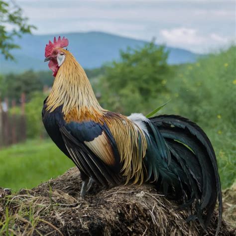 Image result for Comment Composter